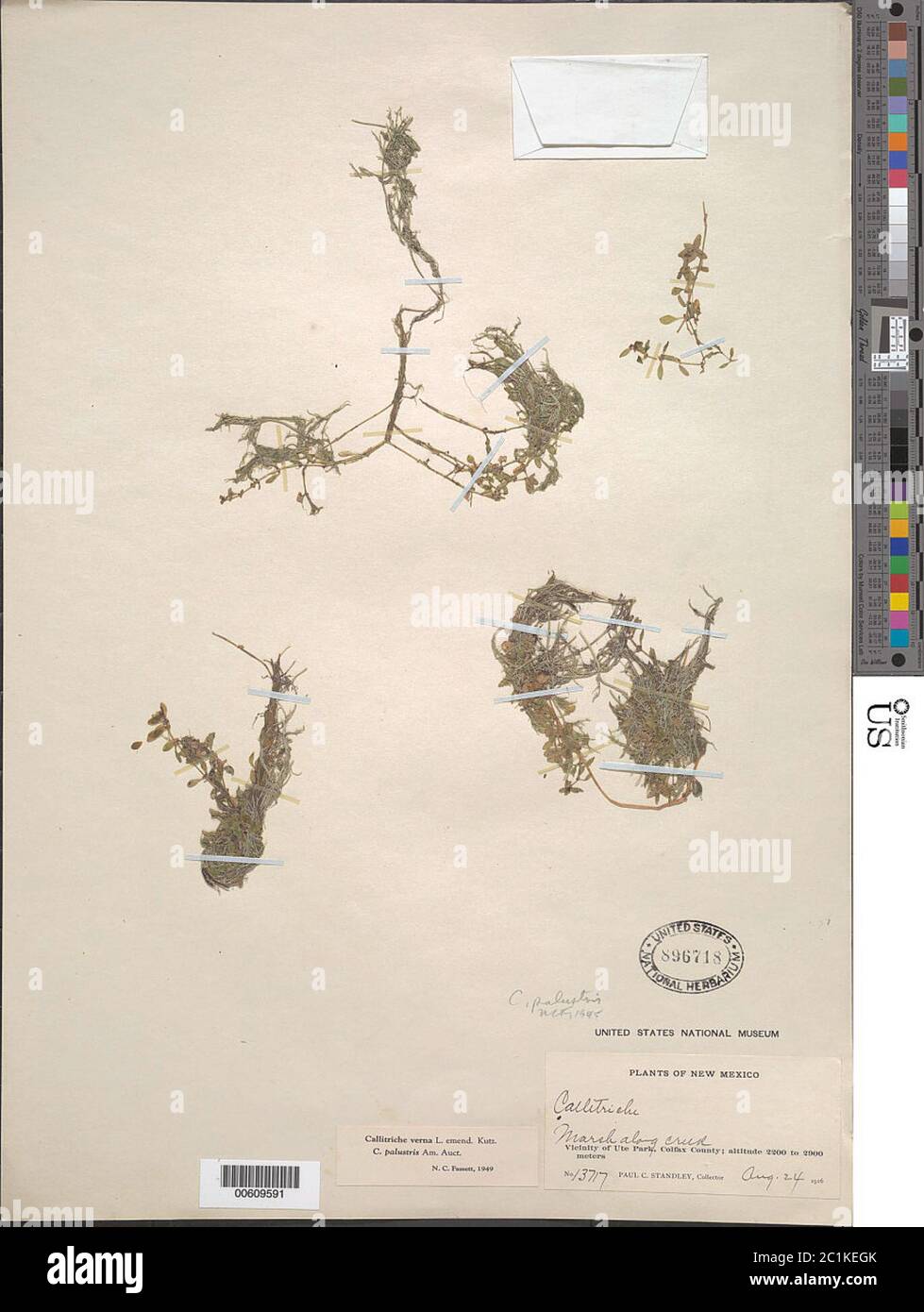 Callitriche verna hi-res stock photography and images - Alamy