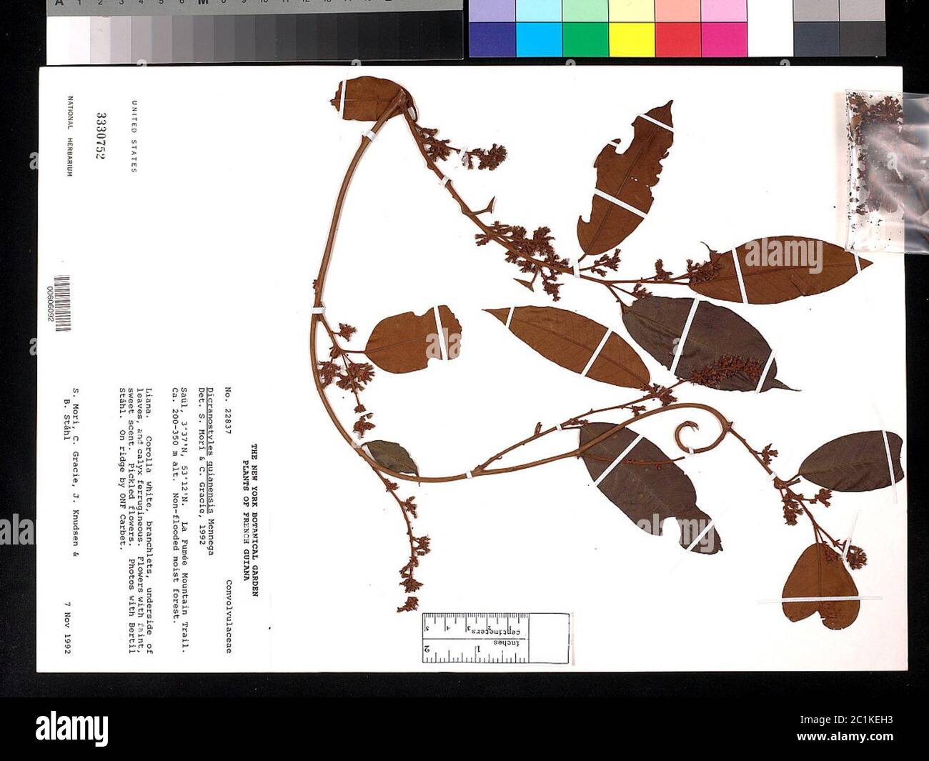 Dicranostyles guianensis Mennega Dicranostyles guianensis Mennega Stock Photo - Alamy