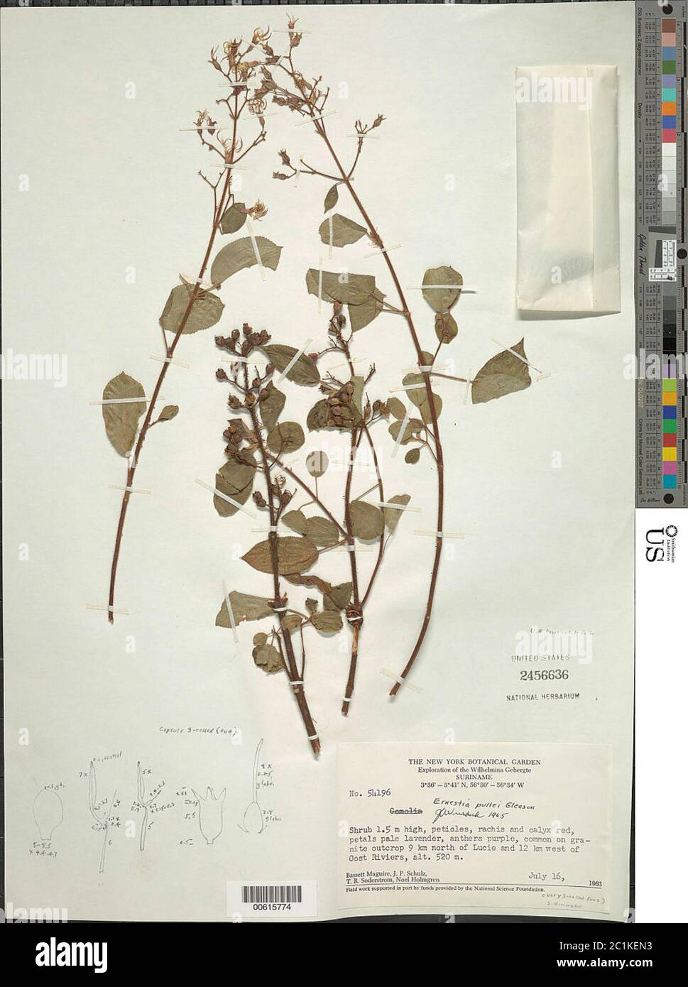 Ernestia pullei Gleason Ernestia pullei Gleason Stock Photo - Alamy
