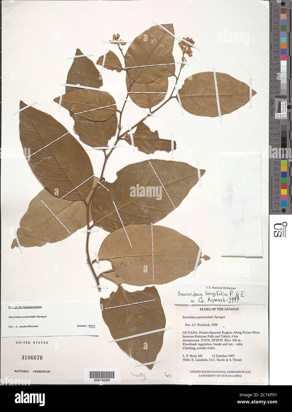 Securidaca longifolia Poepp Securidaca longifolia Poepp Stock Photo - Alamy