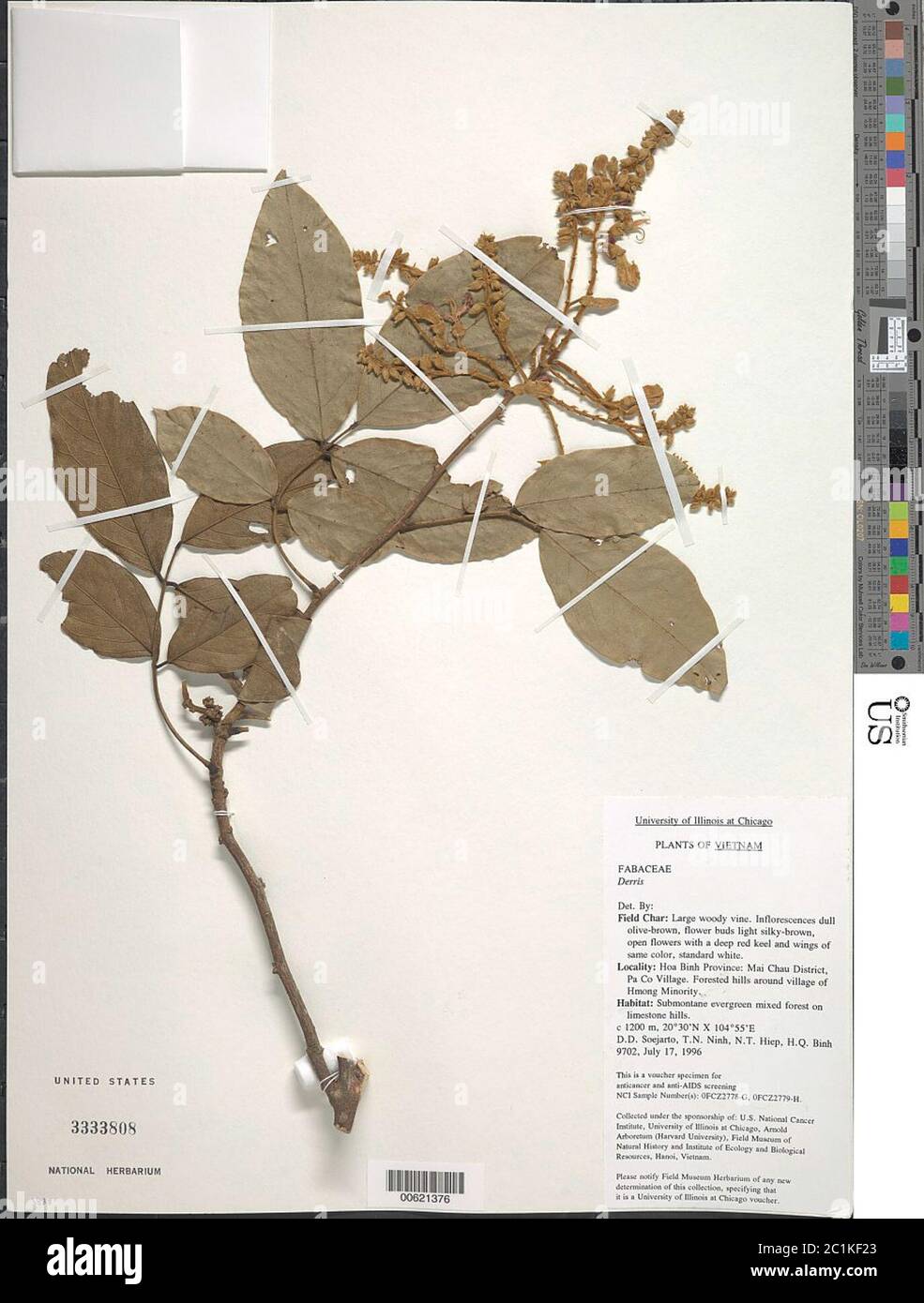 Derris sp Derris sp Stock Photo - Alamy