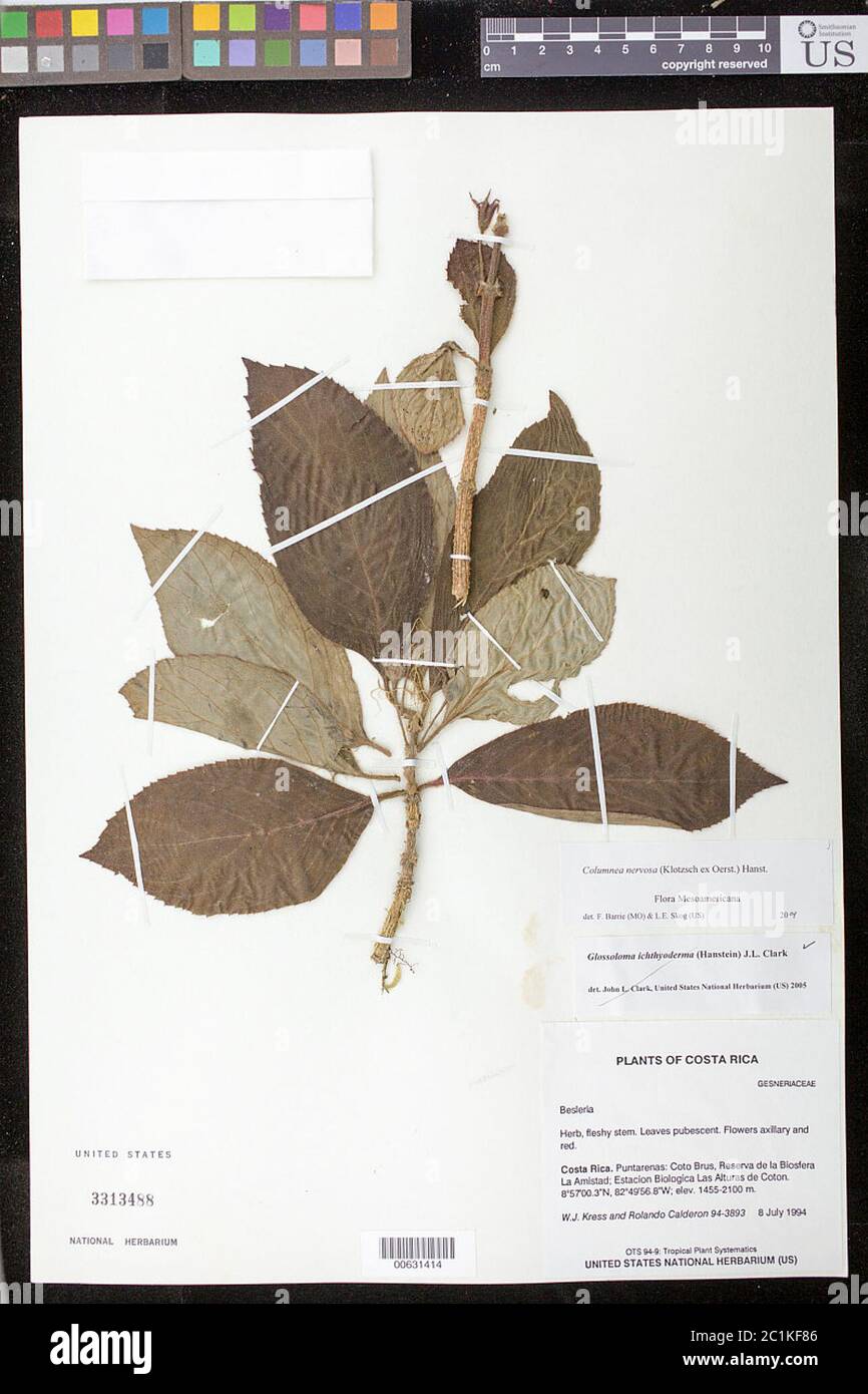 Columnea nervosa Klotzsch ex Oerst Hanst Columnea nervosa Klotzsch ex ...