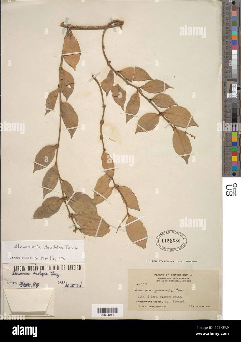 Stenomeria decalepis Turcz Stenomeria decalepis Turcz Stock Photo - Alamy