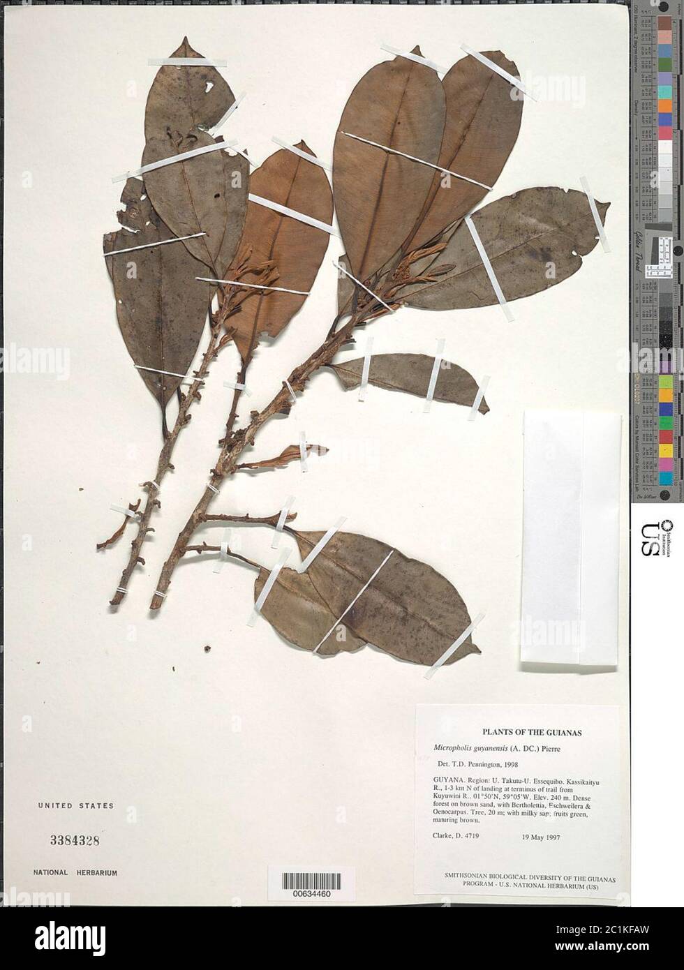 Micropholis guyanensis A DC Pierre Micropholis guyanensis A DC Pierre ...