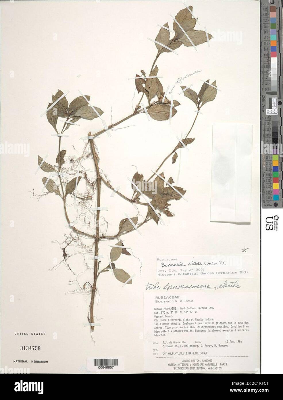 Borreria alata hi-res stock photography and images - Alamy Borreria alata hi-res stock photography and images - Alamy