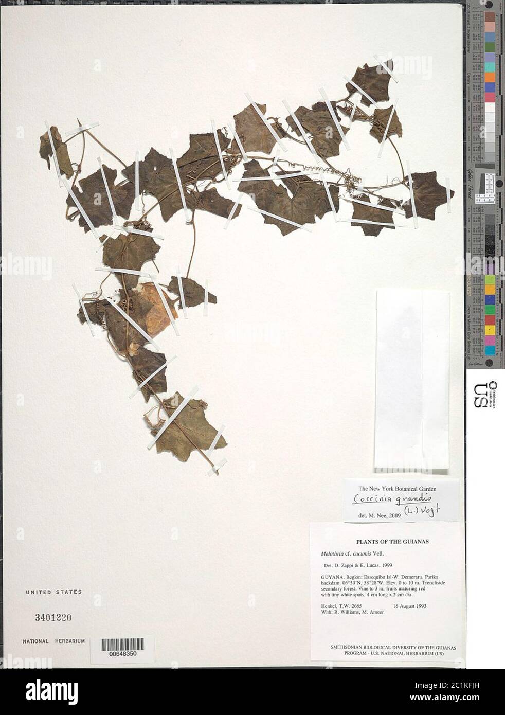 Coccinia grandis or ivy gourd leaves hi-res stock photography and ...