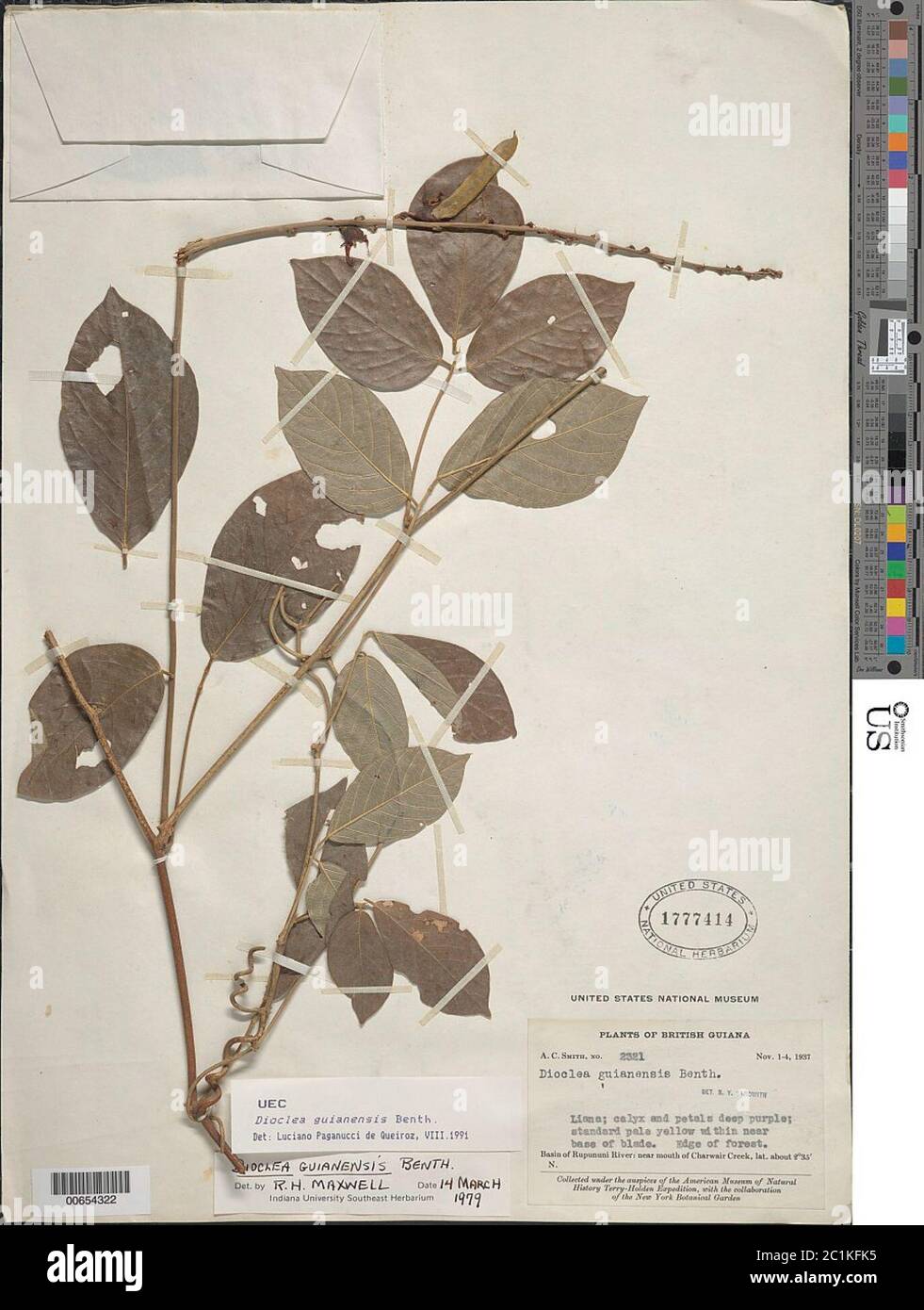 Dioclea hi-res stock photography and images - Alamy