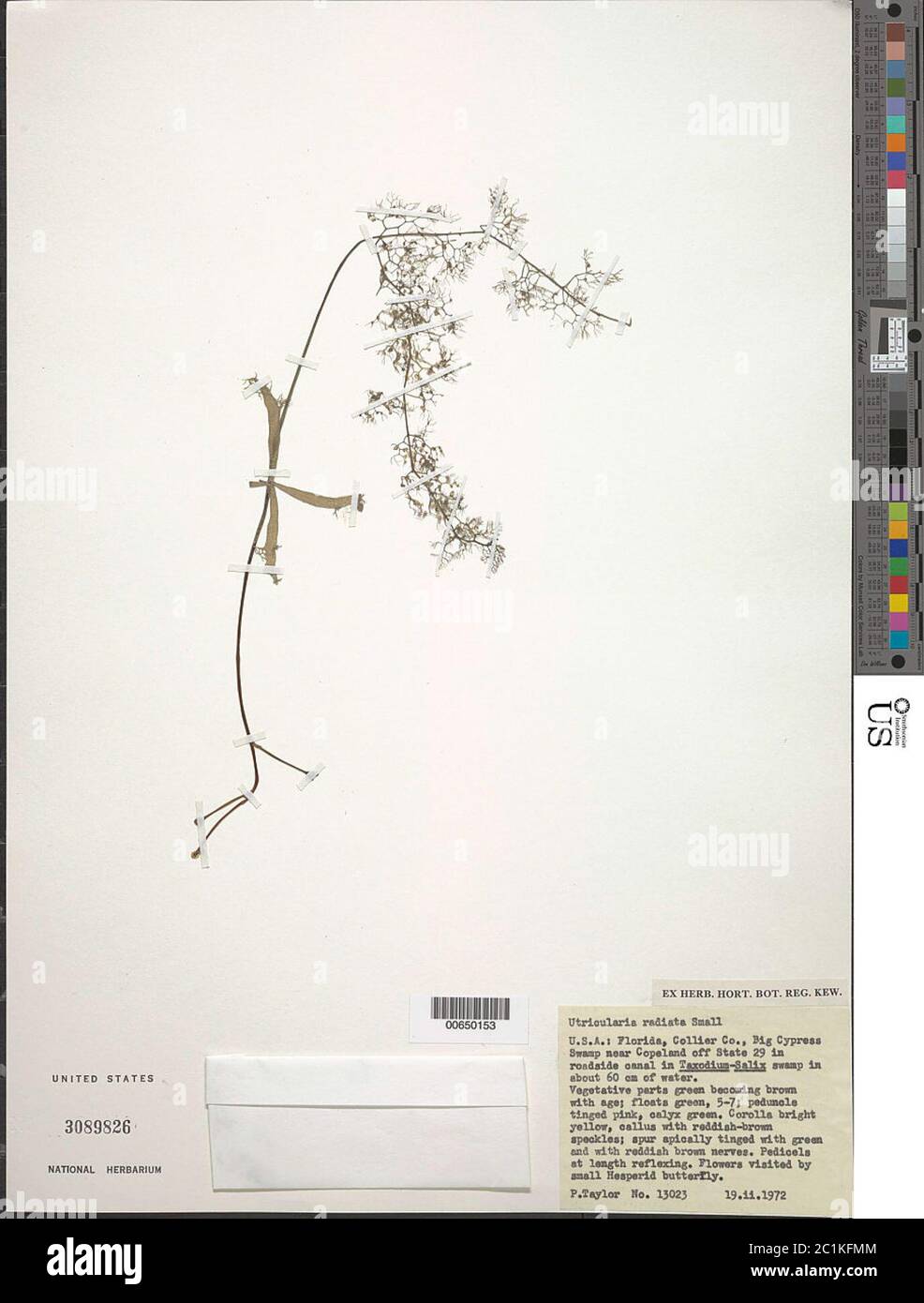 Utricularia radiata Small Utricularia radiata Small Stock Photo - Alamy