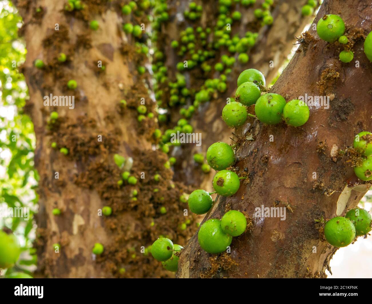 Jaboticaba hi-res stock photography and images - Alamy