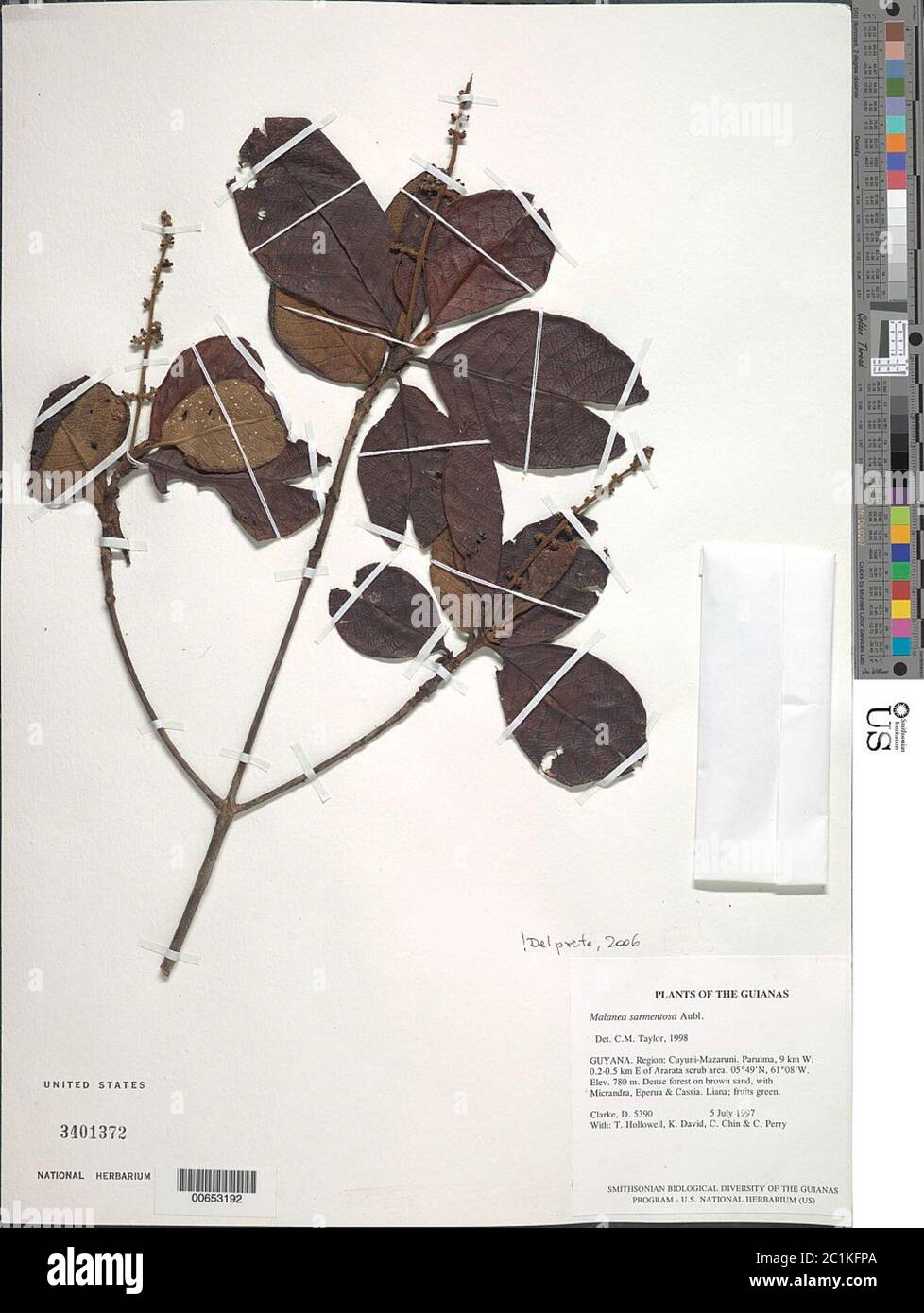 Malanea sarmentosa hi-res stock photography and images - Alamy