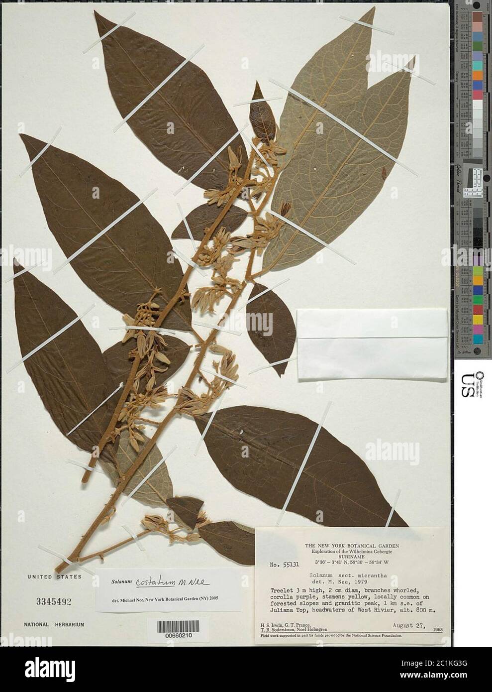 Solanum viarum Dunal Solanum viarum Dunal Stock Photo - Alamy