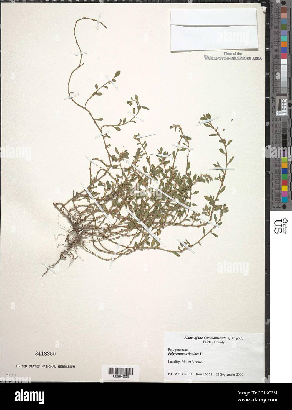 Polygonum aviculare L Polygonum aviculare L Stock Photo - Alamy