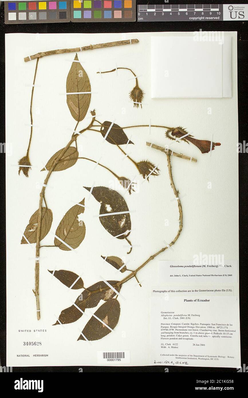 Glossoloma penduliflorum Freiberg JL Clark Glossoloma penduliflorum ...