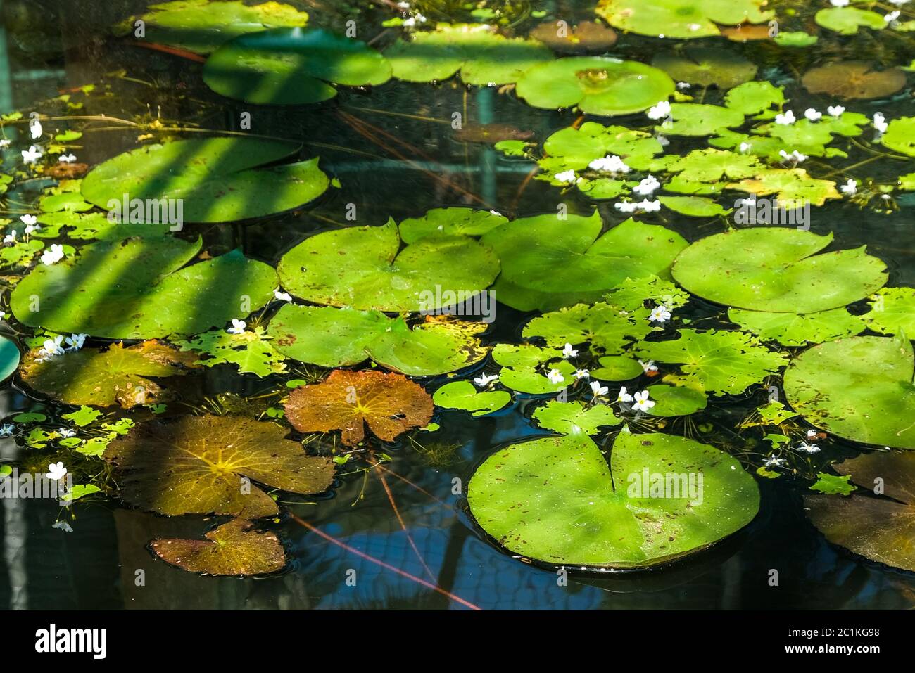 A group of floating lilies or Nypmphaeas also called floating hearts in ...