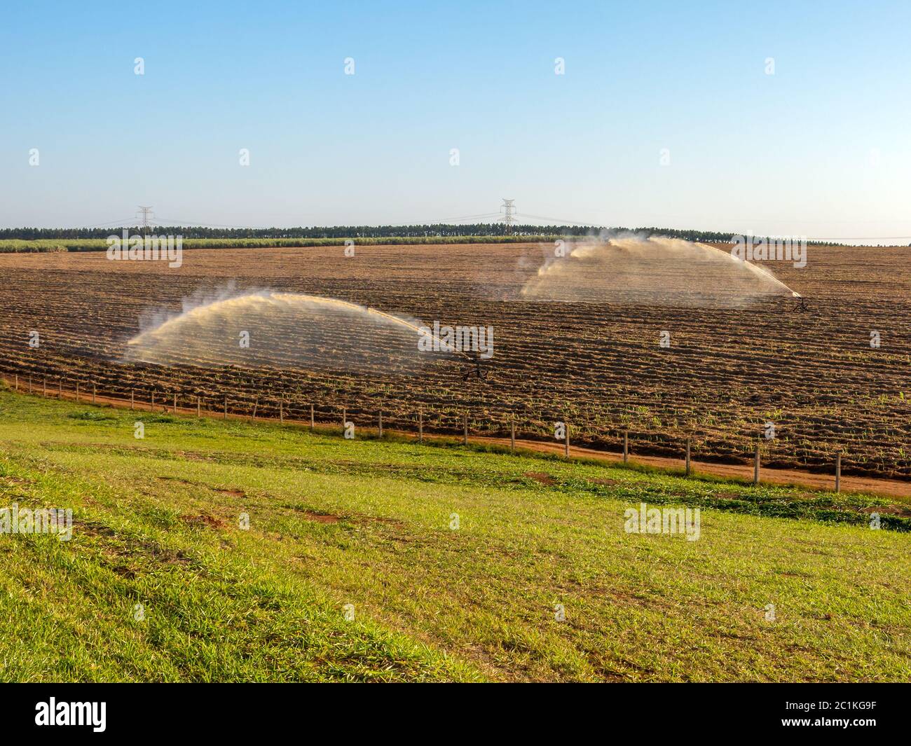 Sugar cane planting irrigation in Brazil Stock Photo - Alamy