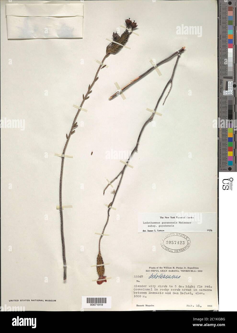 Ledothamnus guyanensis Meisn subsp guyanensis Ledothamnus guyanensis ...