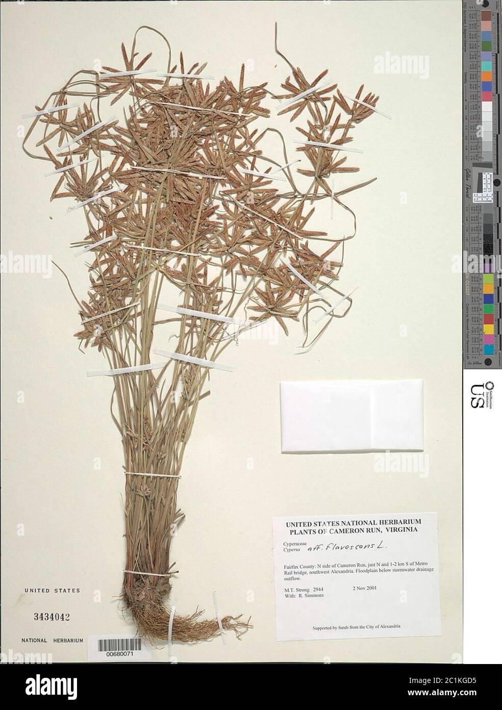 Cyperus flavescens hi-res stock photography and images - Alamy