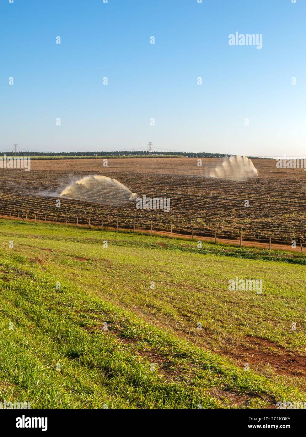 Sugar cane planting irrigation in Brazil Stock Photo - Alamy