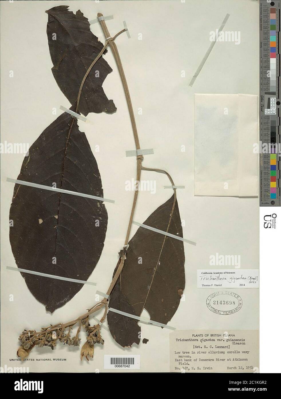 Trichanthera gigantea hi-res stock photography and images - Alamy