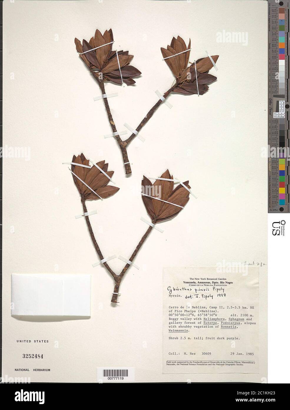 Pipoly hi-res stock photography and images - Alamy