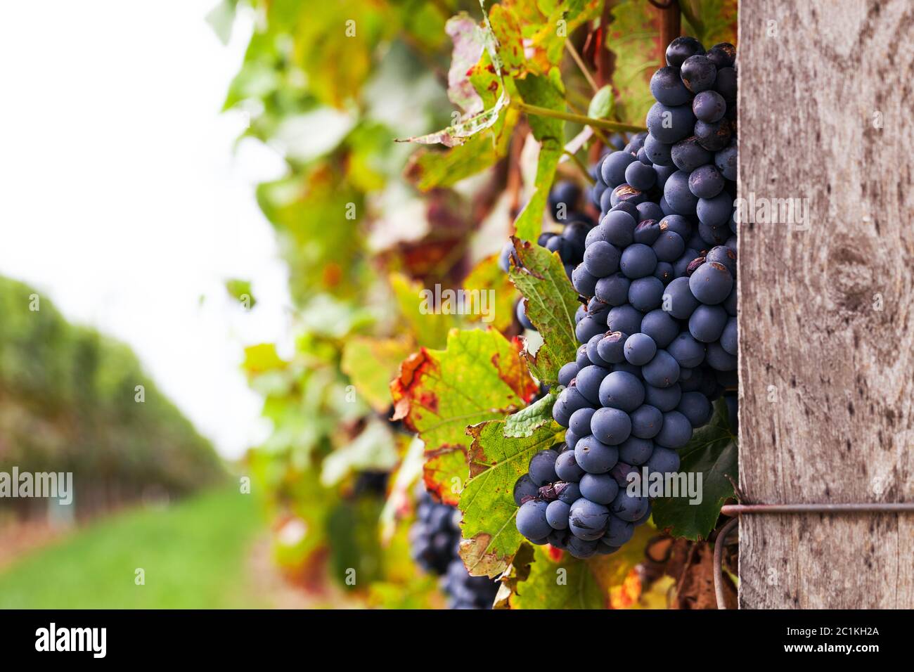 Healthy grape vines hi-res stock photography and images - Alamy