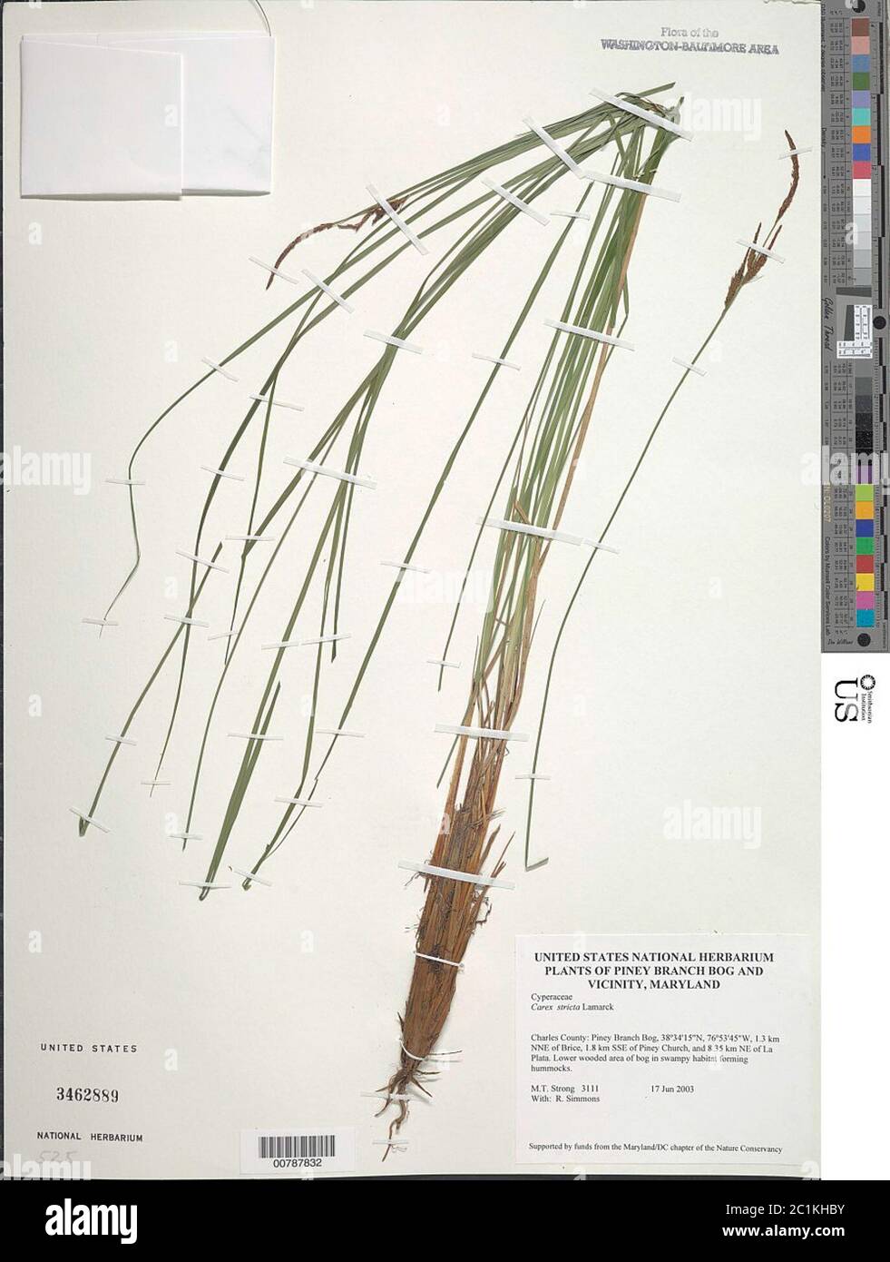 Carex stricta Lam Carex stricta Lam Stock Photo - Alamy