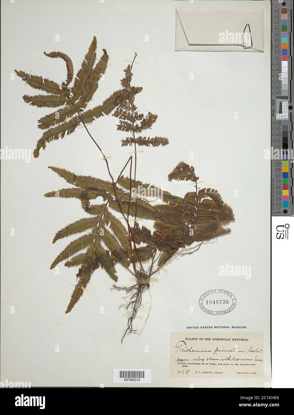 Trichomanes pinnatum Hedw Trichomanes pinnatum Hedw Stock Photo - Alamy