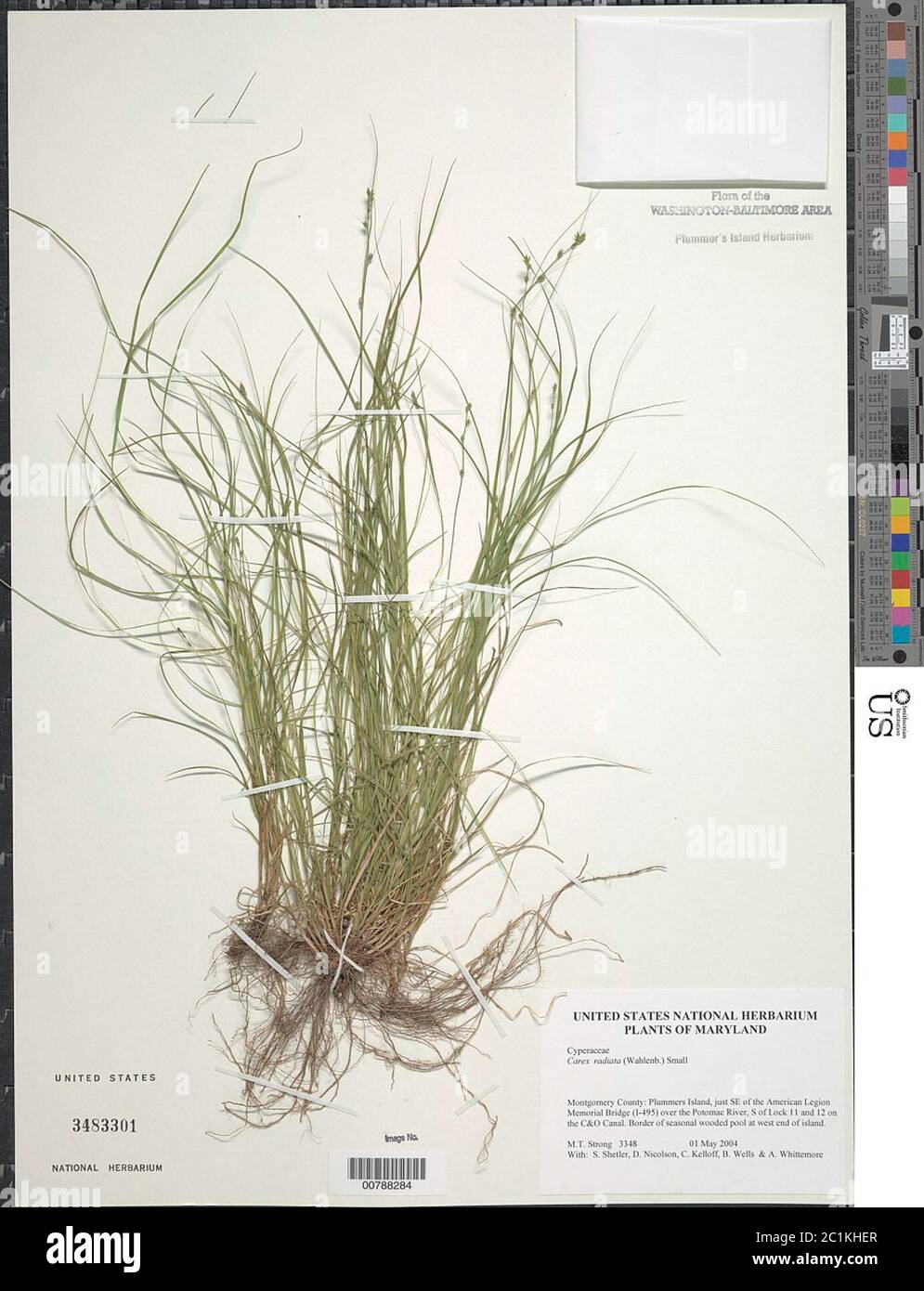 Carex radiata Wahlenb Small Carex radiata Wahlenb Small Stock Photo - Alamy