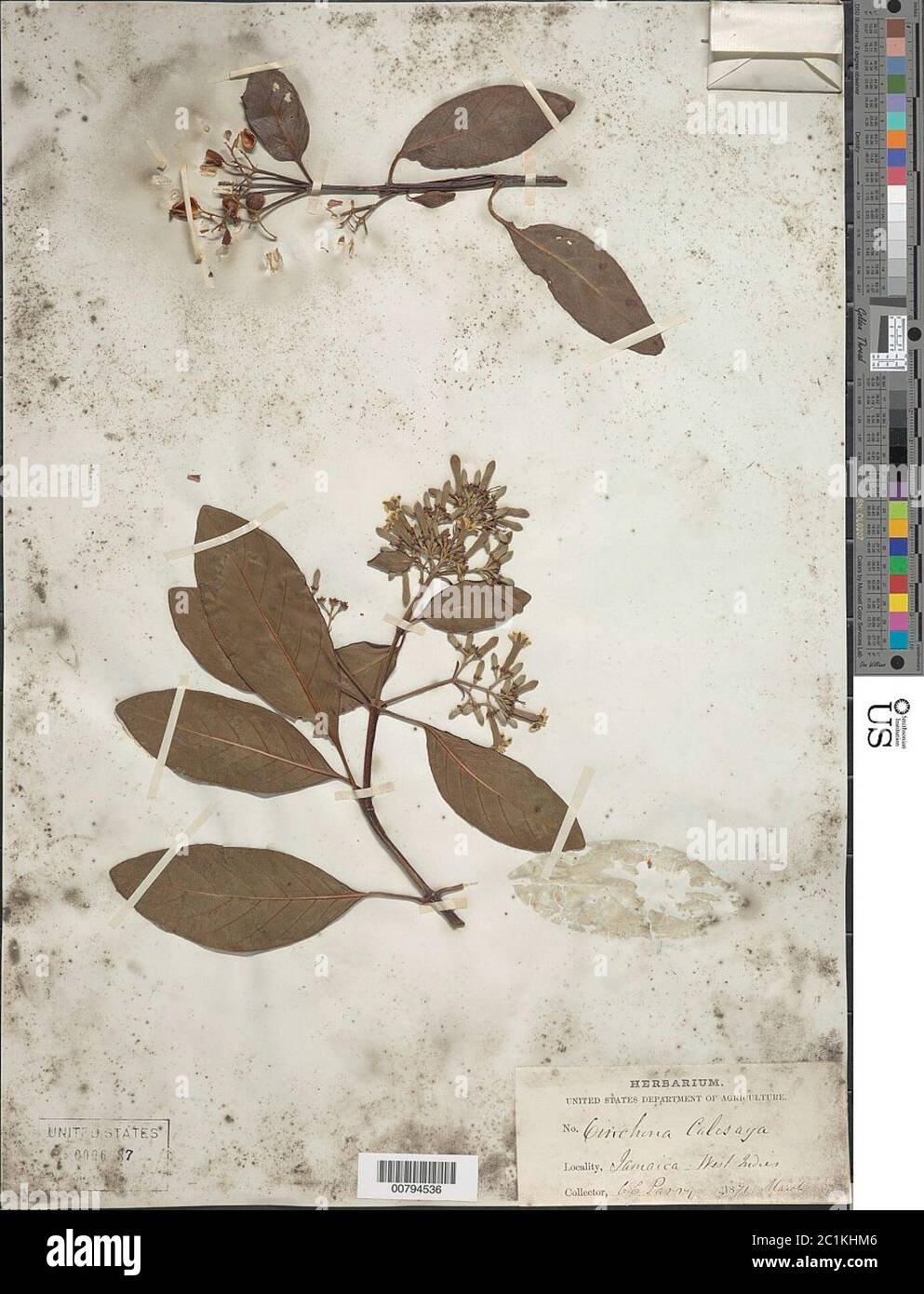 Calisaya hi-res stock photography and images - Alamy