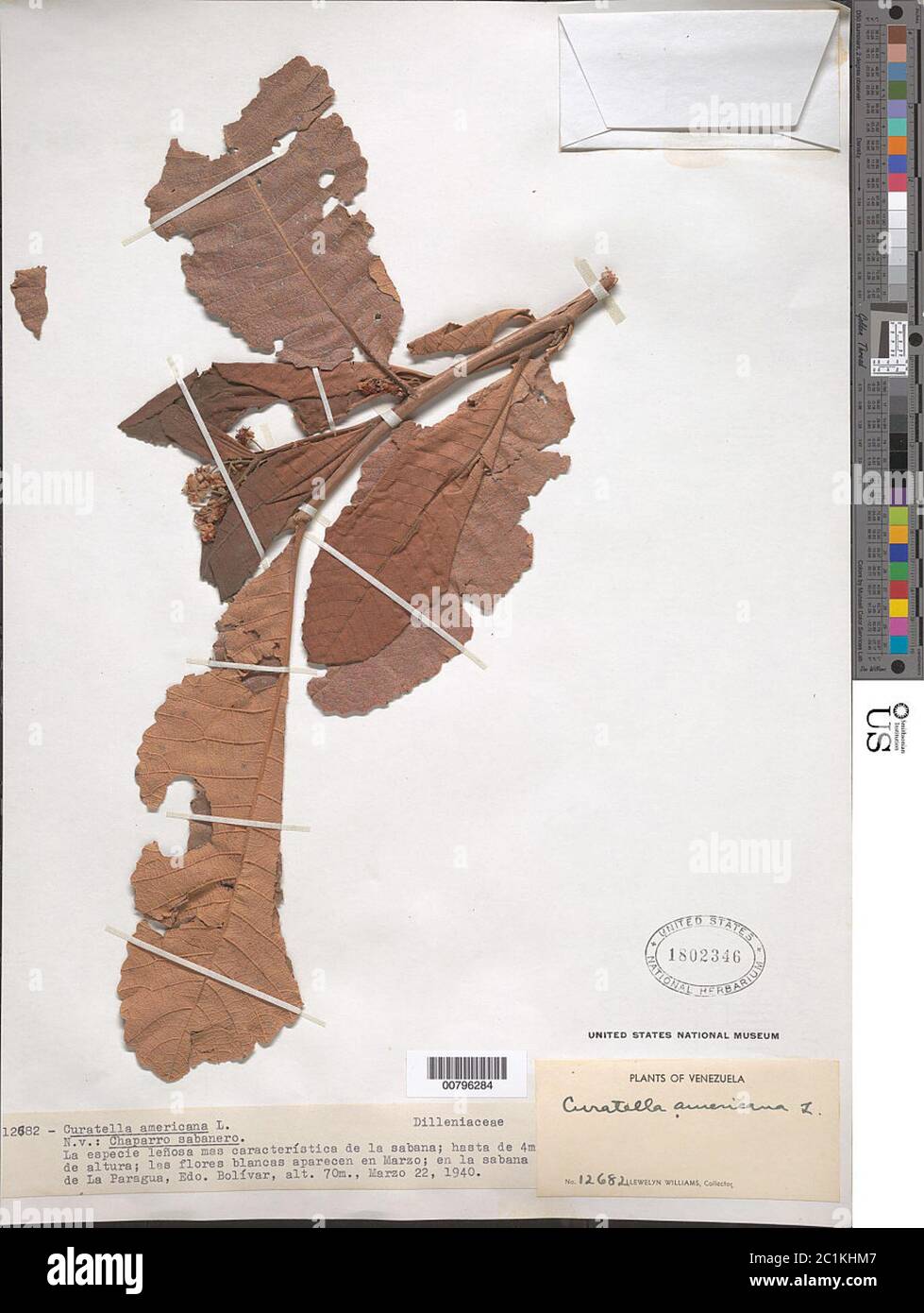 Curatella americana hi-res stock photography and images - Alamy