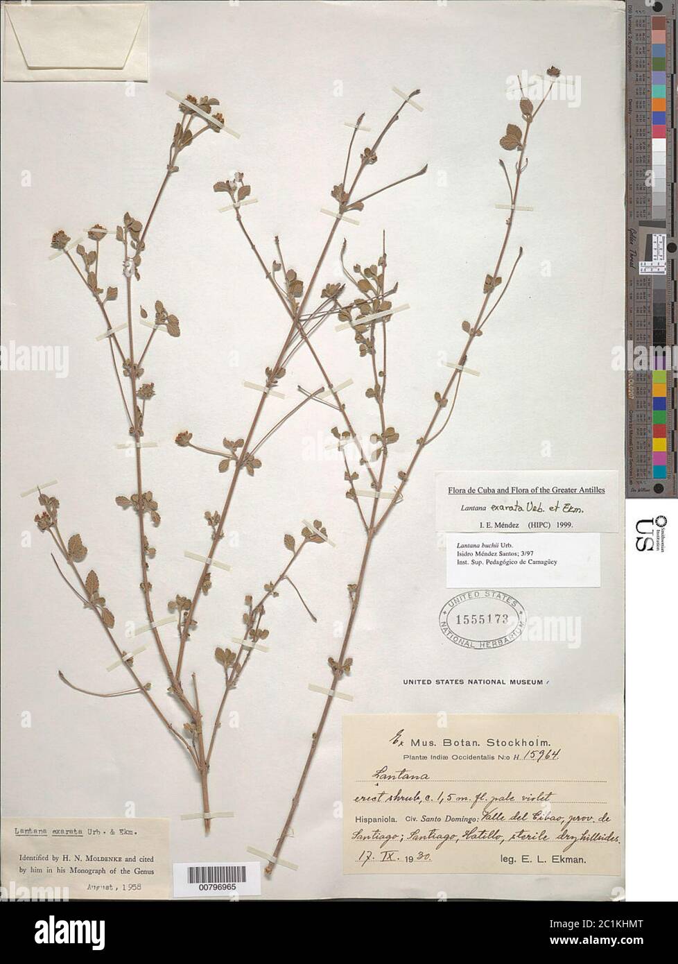 Lantana exarata Urb Ekman Lantana exarata Urb Ekman Stock Photo - Alamy