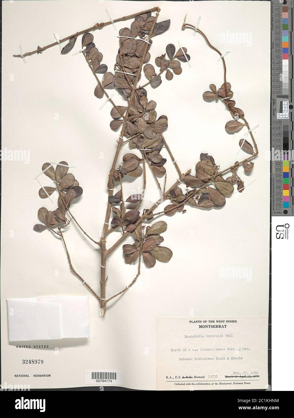 Rondeletia buxifolia Vahl Rondeletia buxifolia Vahl Stock Photo - Alamy