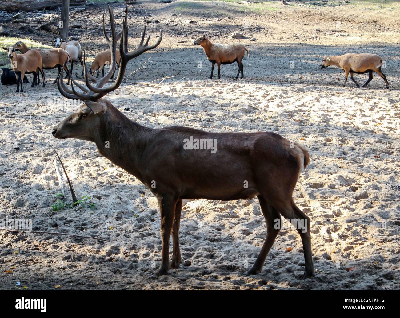 deer in the forest Stock Photo - Alamy