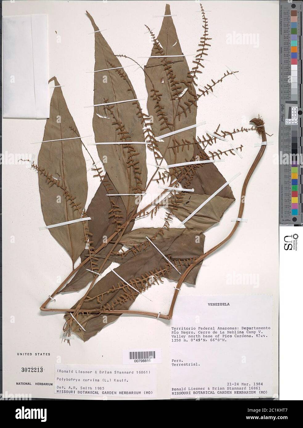 Cervina hi-res stock photography and images - Alamy