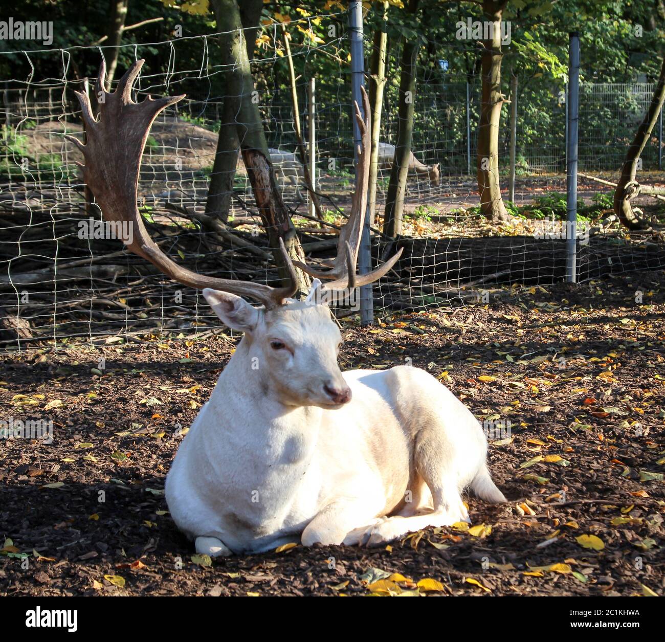 deer in the forest Stock Photo - Alamy