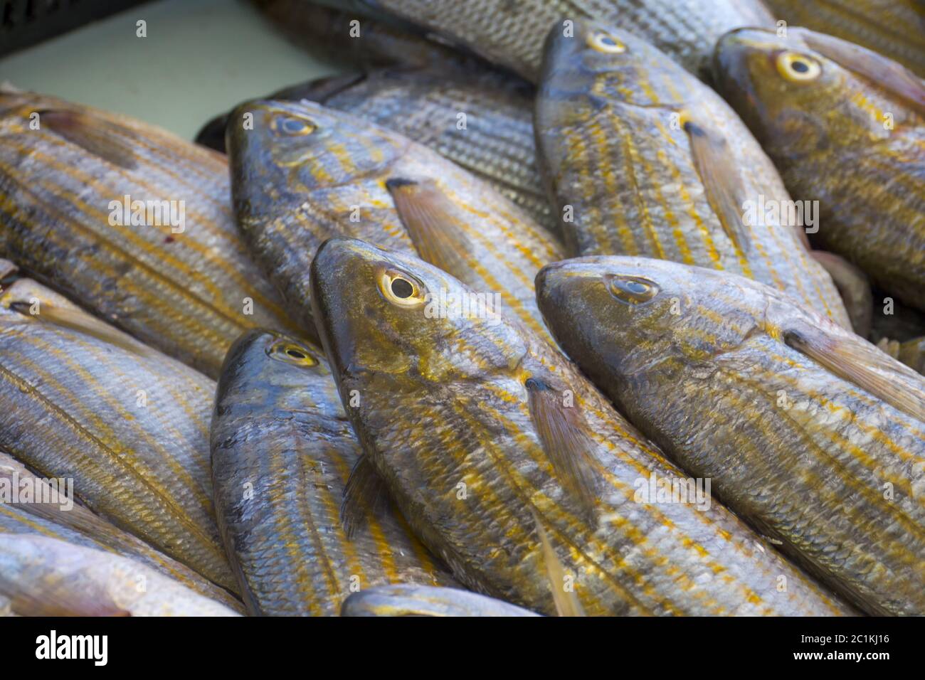 Goldstrieme hi-res stock photography and images - Alamy