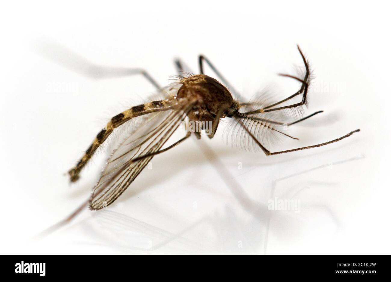 macro of a moscito Stock Photo - Alamy