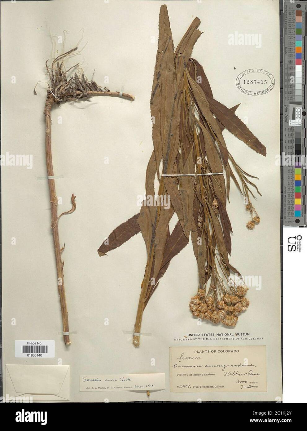 Senecio serra Hook Senecio serra Hook Stock Photo - Alamy