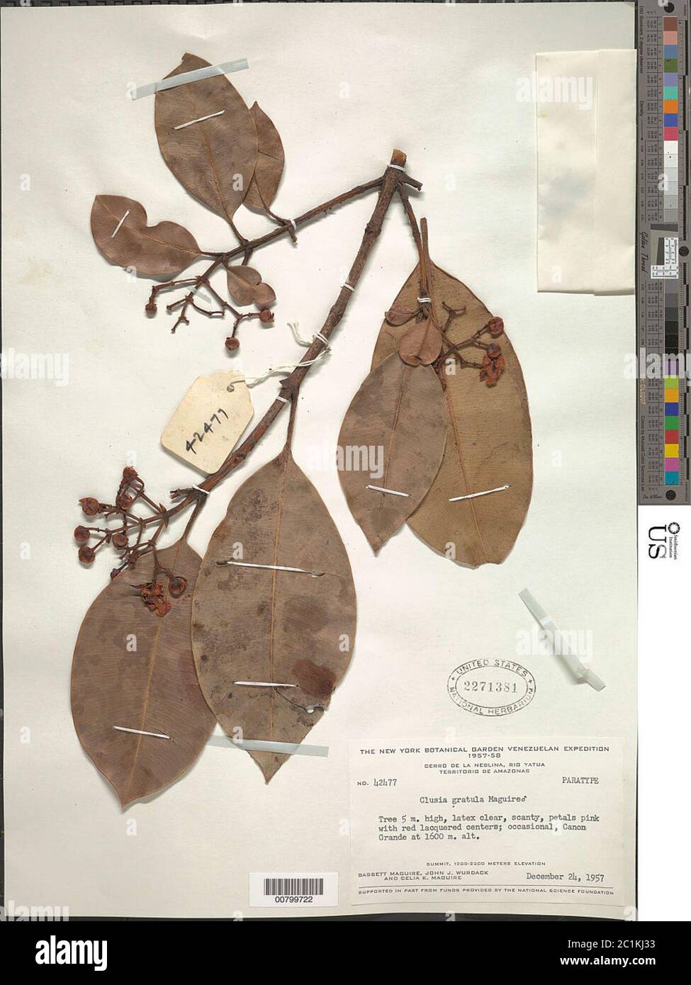 Clusia gratula Maguire Clusia gratula Maguire Stock Photo - Alamy