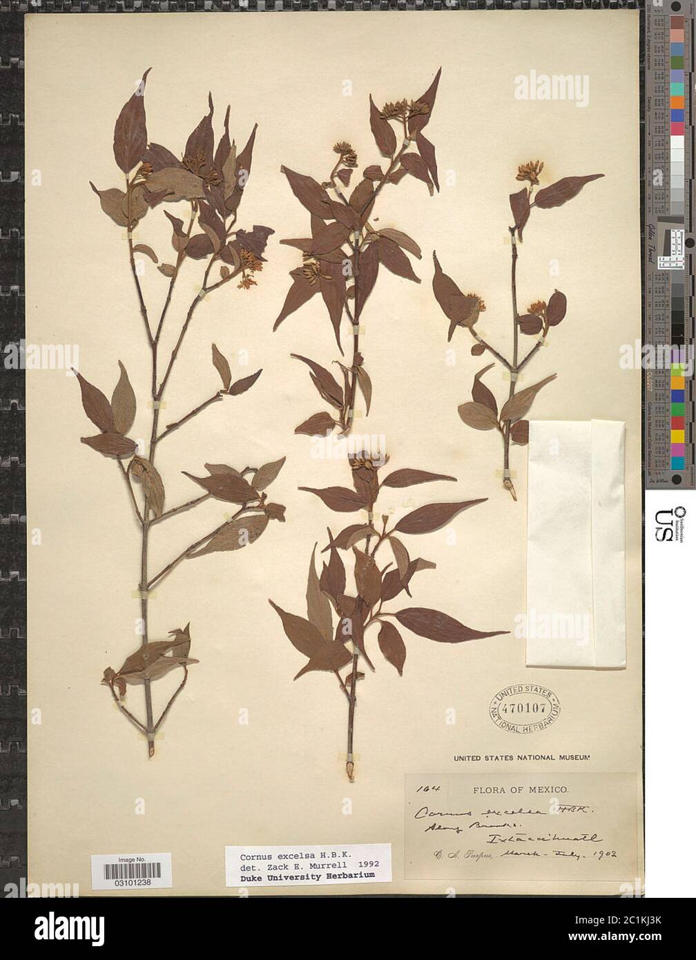 Cornus excelsa Kunth Cornus excelsa Kunth Stock Photo - Alamy