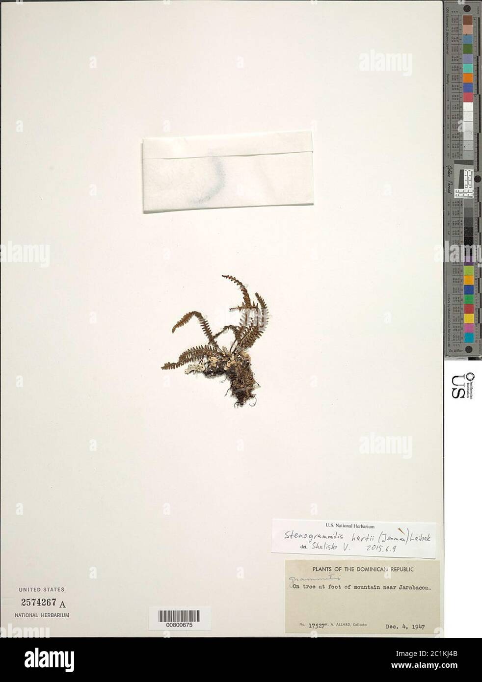 Stenogrammitis hartii Jenman Labiak Stenogrammitis hartii Jenman Labiak ...