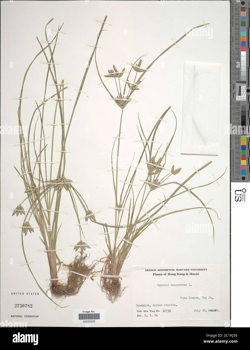 Cyperus compressus hi-res stock photography and images - Alamy