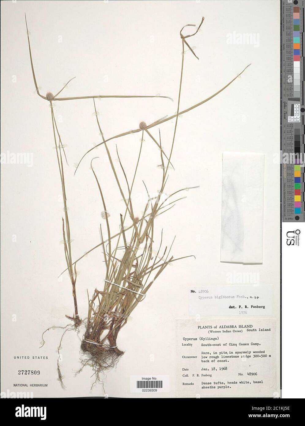 Cyperus bigibbosa Fosberg Cyperus bigibbosa Fosberg Stock Photo - Alamy