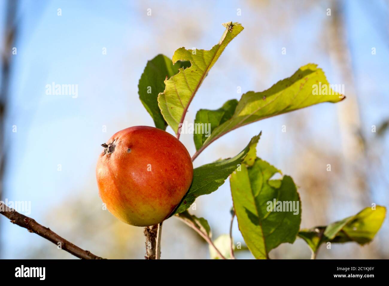 Apple falling tree hi-res stock photography and images - Alamy