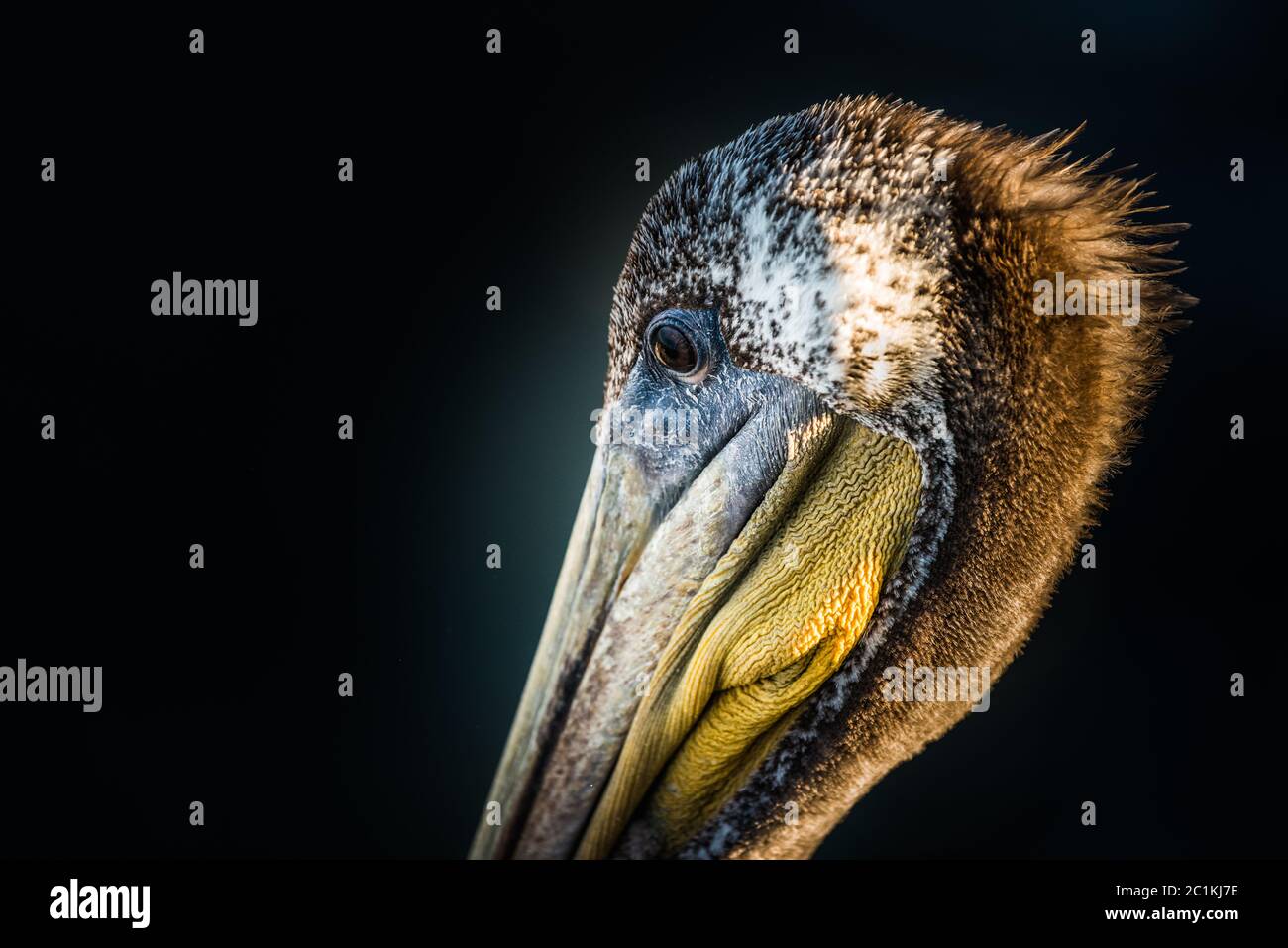 Profile of a pelican hi-res stock photography and images - Alamy