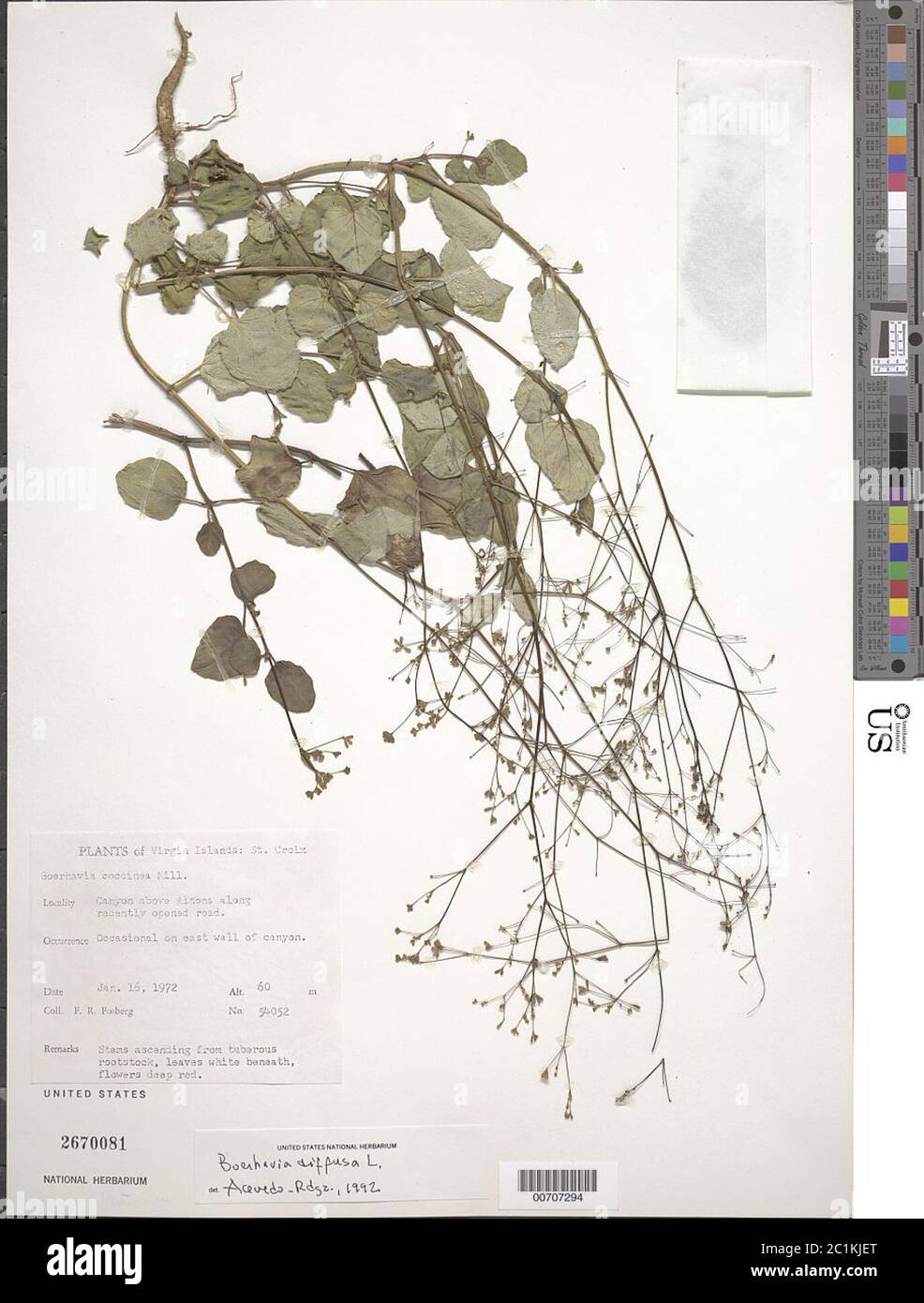 Boerhavia diffusa L Boerhavia diffusa L Stock Photo - Alamy