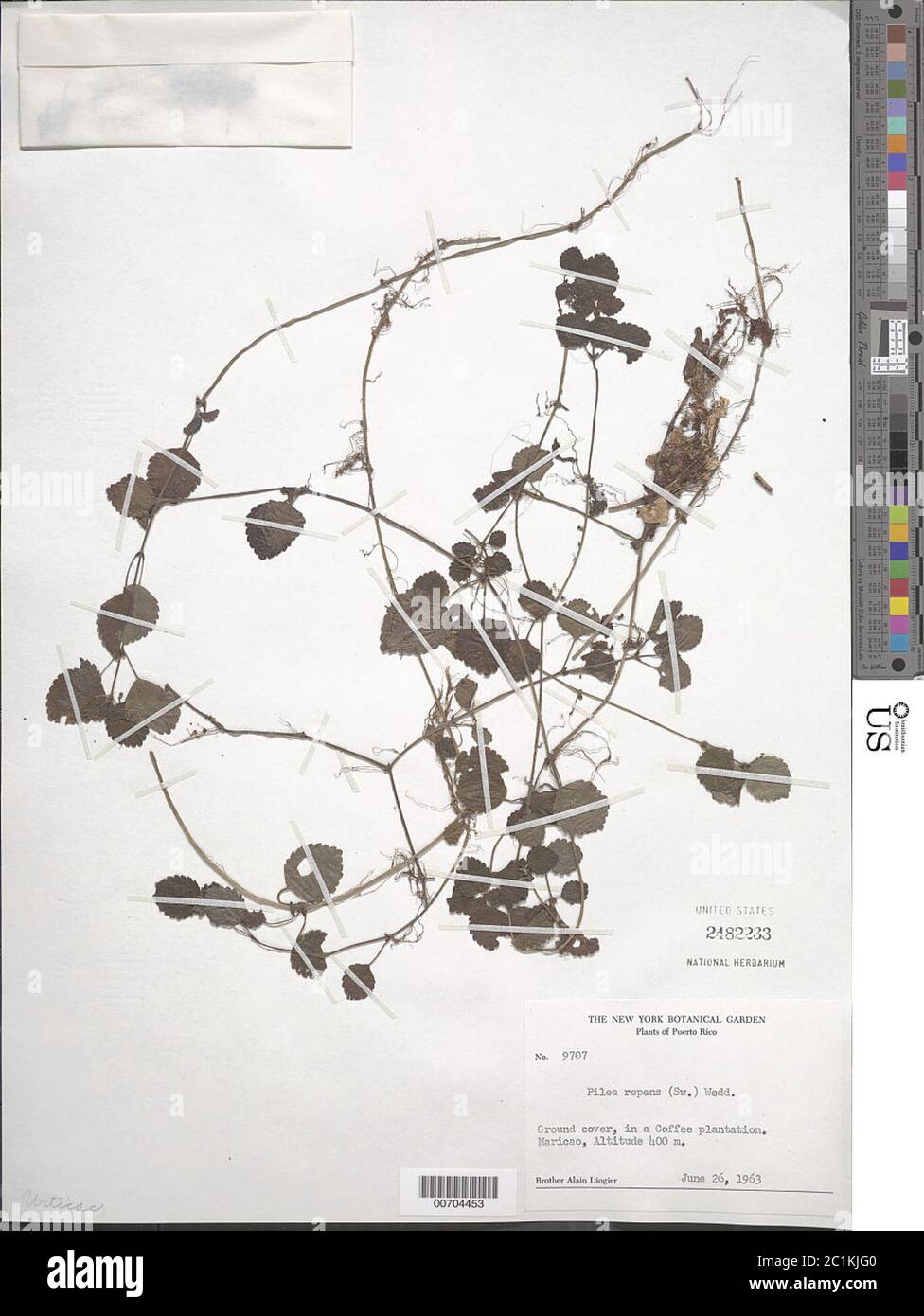 Pilea repens Sw Wedd Pilea repens Sw Wedd Stock Photo - Alamy