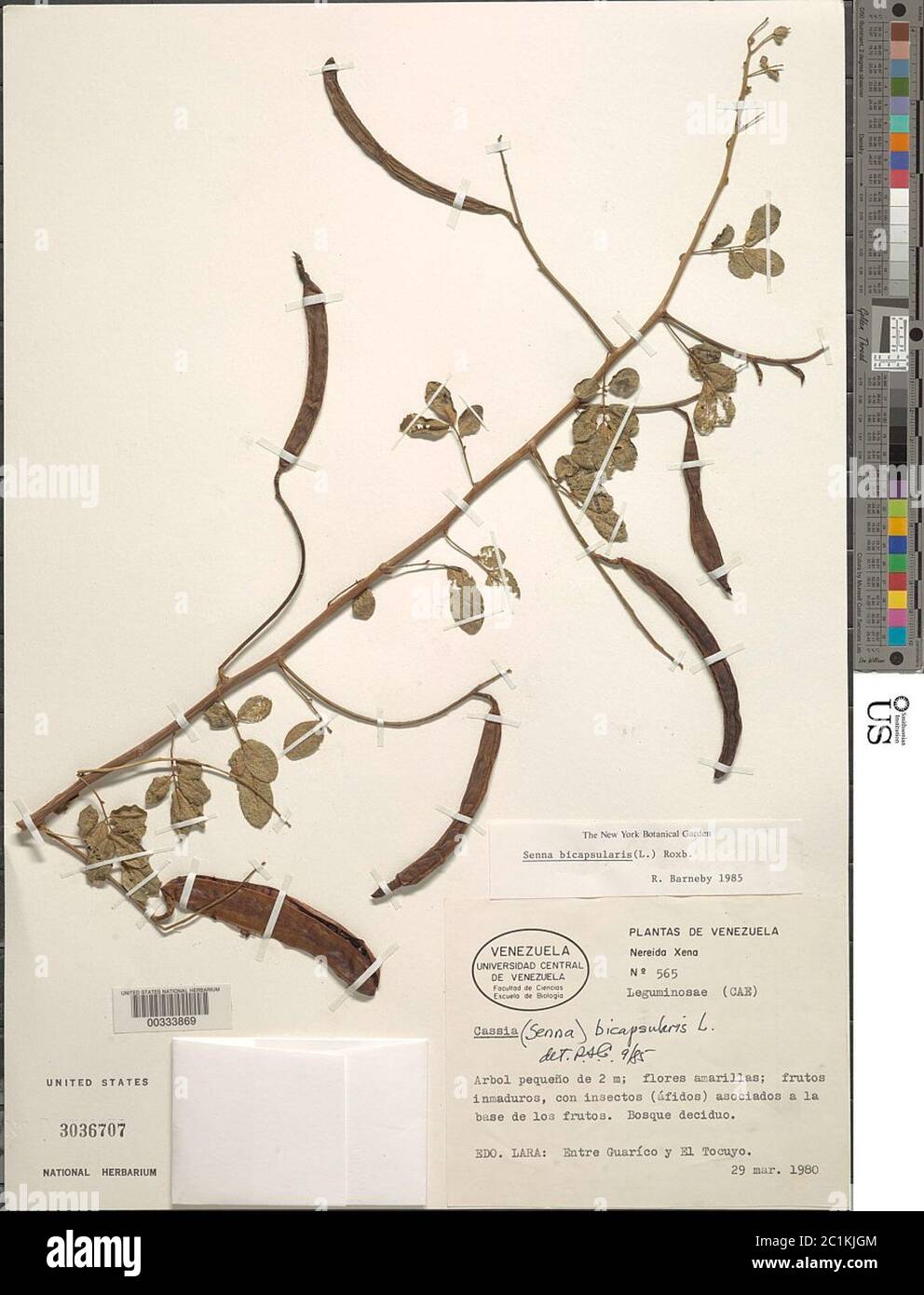 Senna bicapsularis hi-res stock photography and images - Alamy