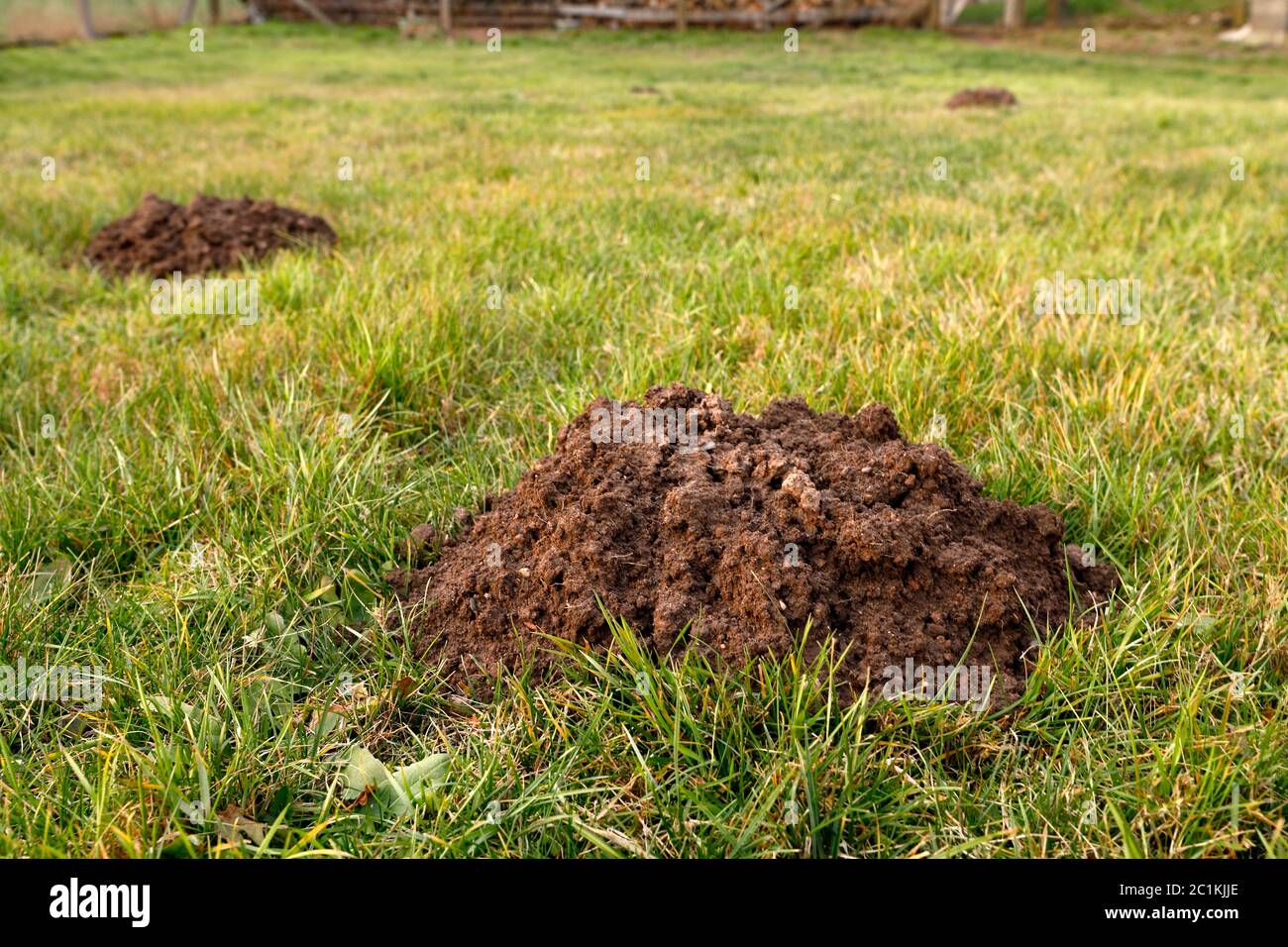 A molehills in the garden Stock Photo - Alamy