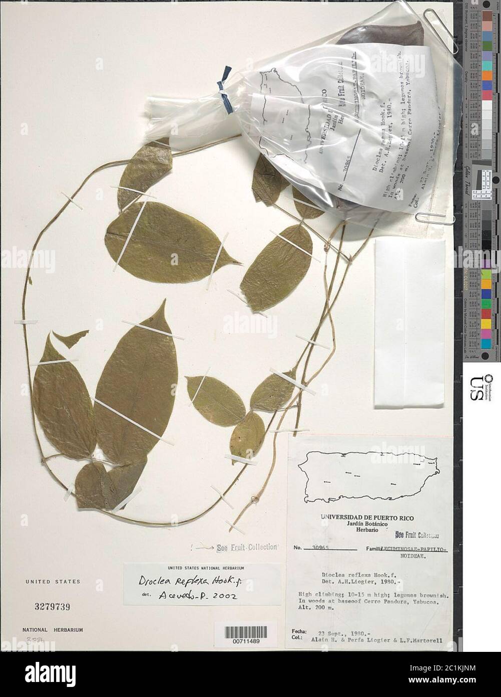 Dioclea hi-res stock photography and images - Alamy